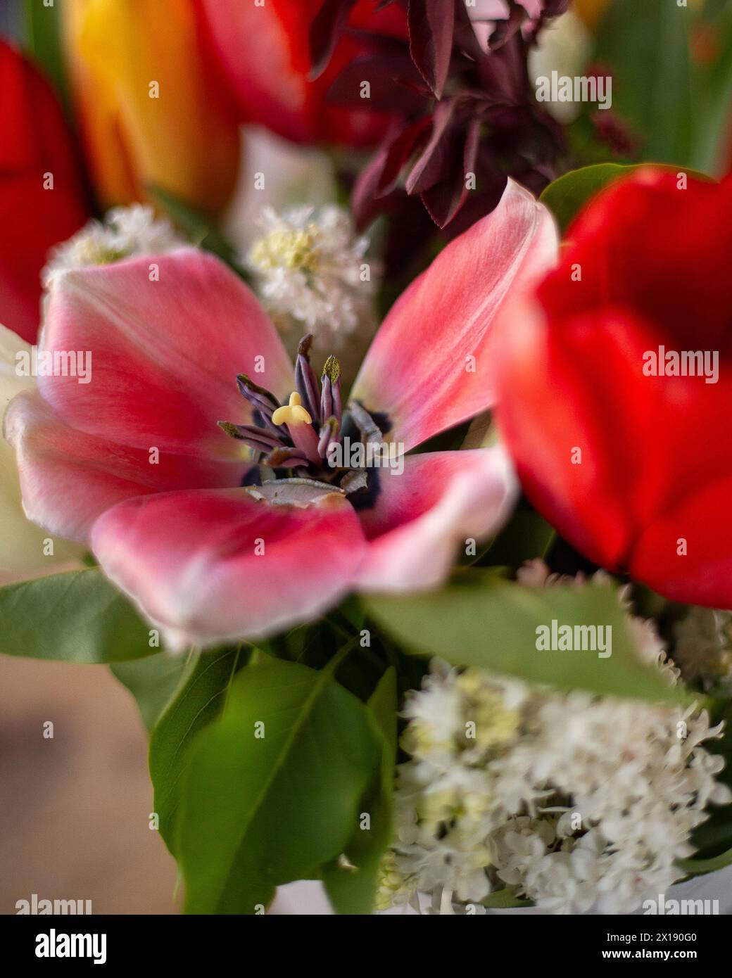 Spring in Kansas City Stock Photo - Alamy