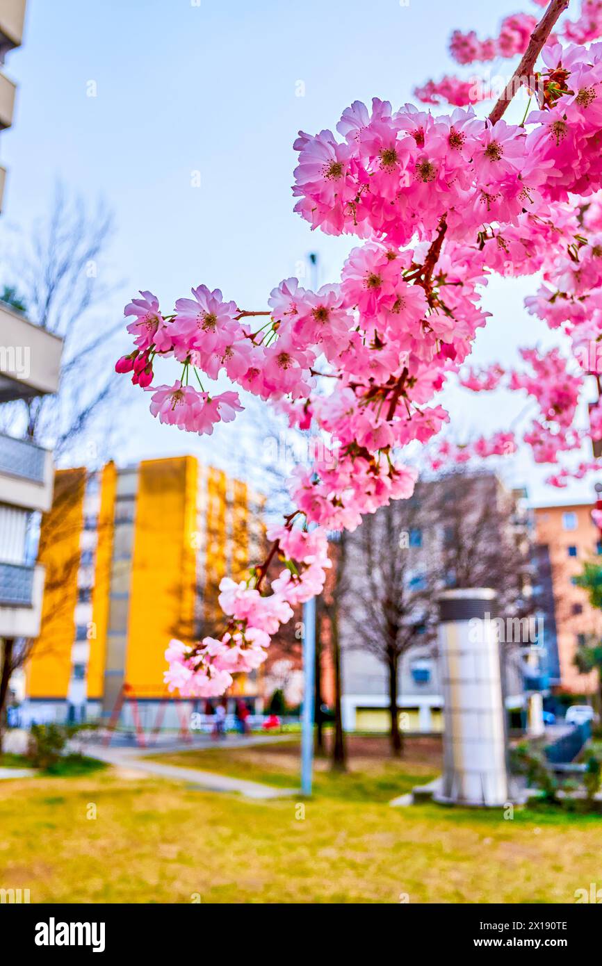 The blooming pink sakura tree, beautiful spring in Lugano, Switzerland ...