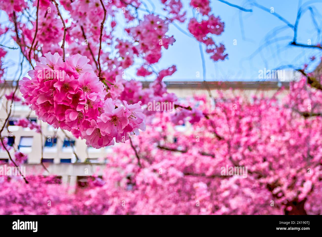 Pink cherry blossom trees line hi-res stock photography and images - Alamy