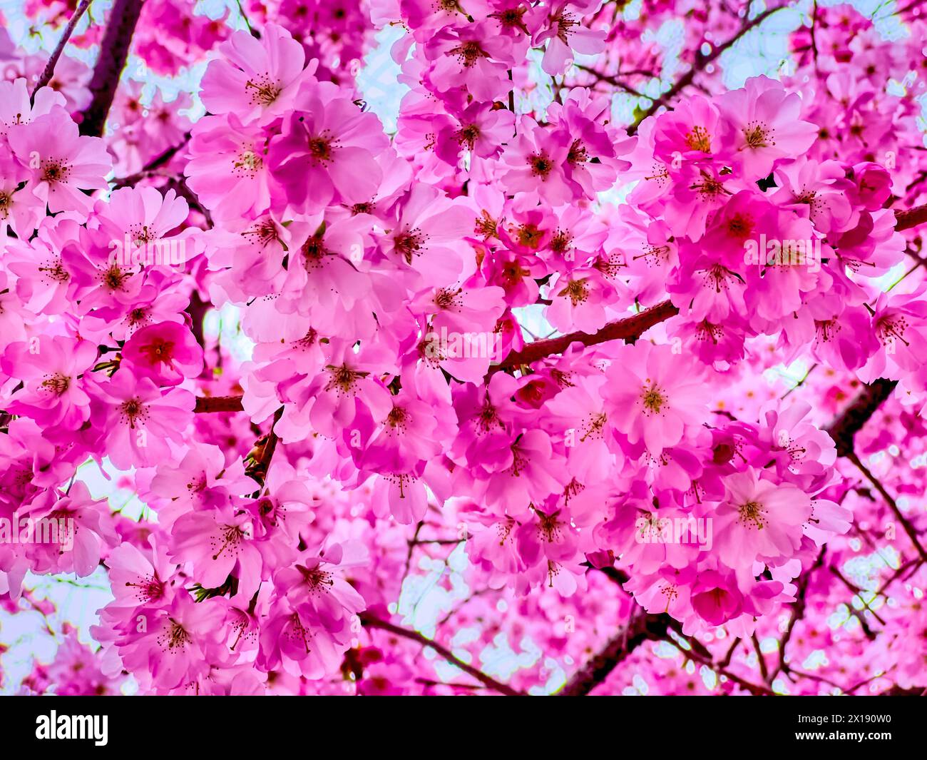 Amazing Japanese Cherry during spring blossom, Lugano, Ticino ...