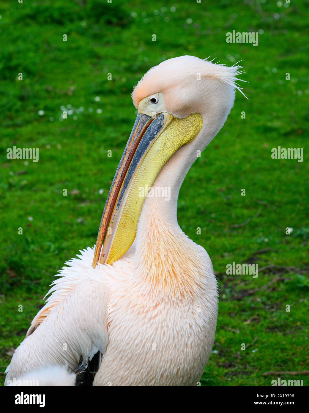 Pelican at St James's Park London grooming with large bill Stock Photo ...