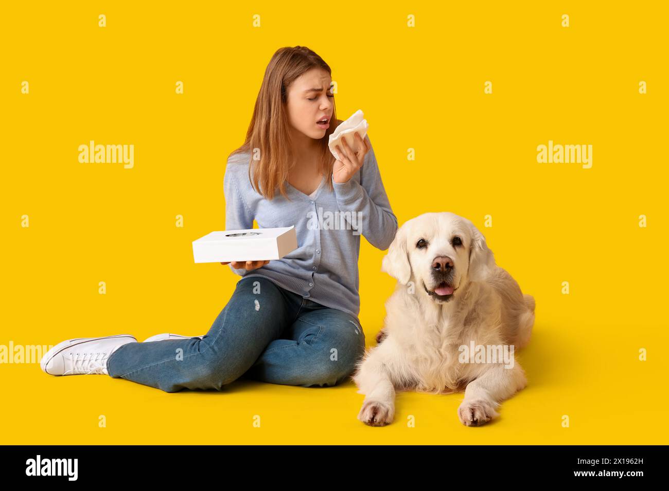 Young woman suffering from pet allergy with labrador dog on yellow ...