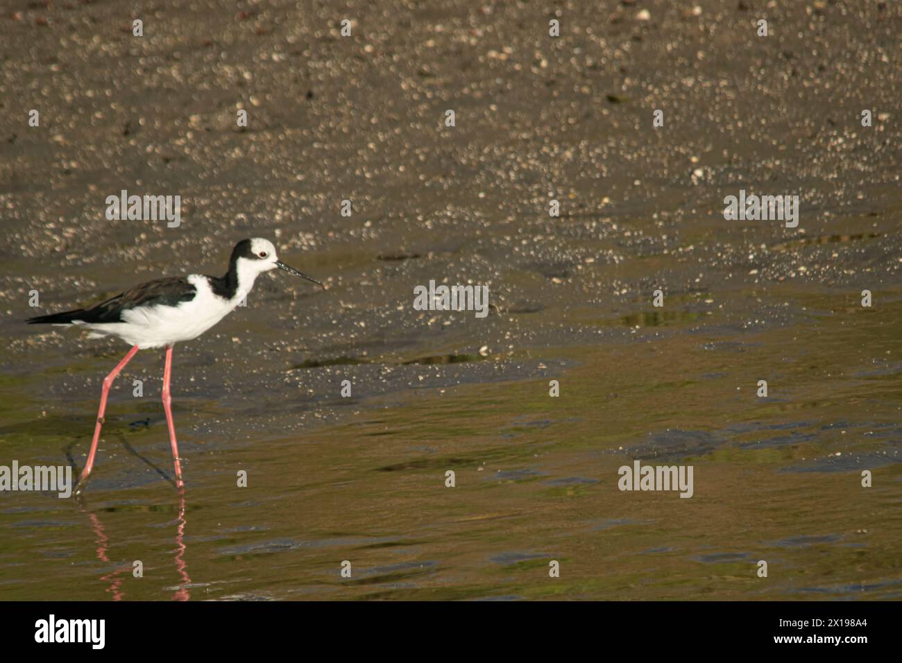 White-backed stilt fishisg in the lagoon Stock Photo - Alamy