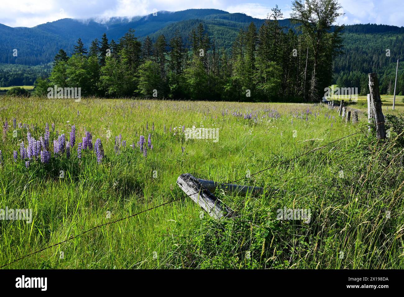 In the countryside, Washington state, with fencing, lupine flowers ...