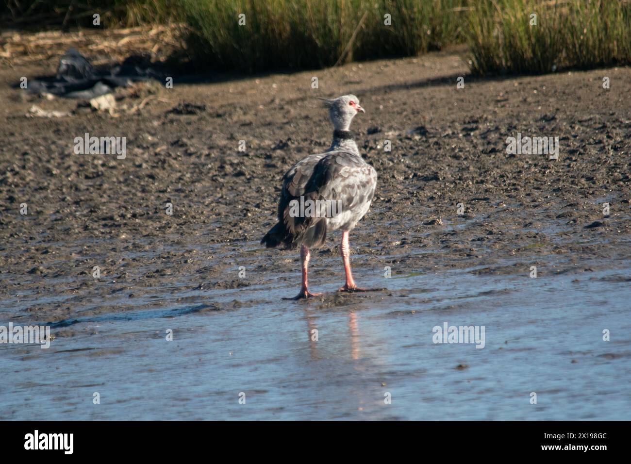 Southern screamer couple in Mar Chiquita lagoon , Buenos Aires ...