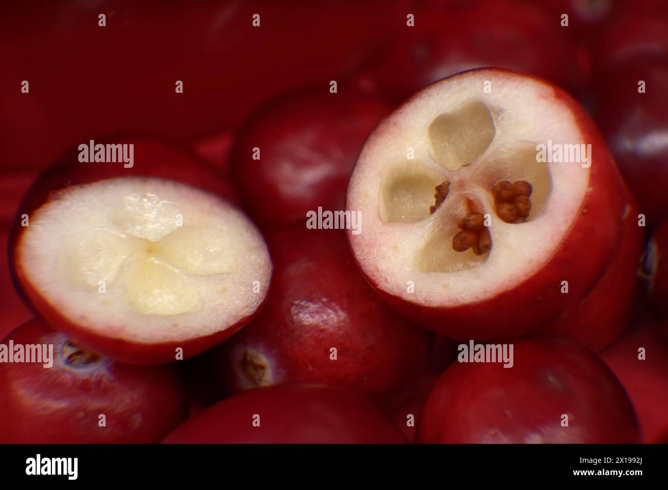 Half-cut cranberry shown revealing white interior with red seeds, macro ...
