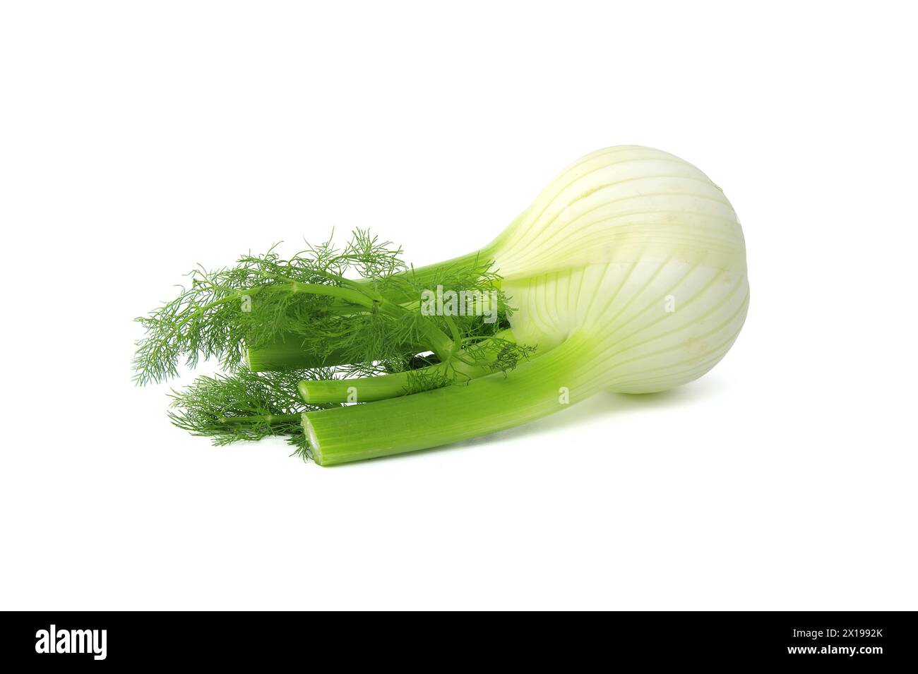 Whole fennel bulb predominantly light yellow, with contrasting shades ...