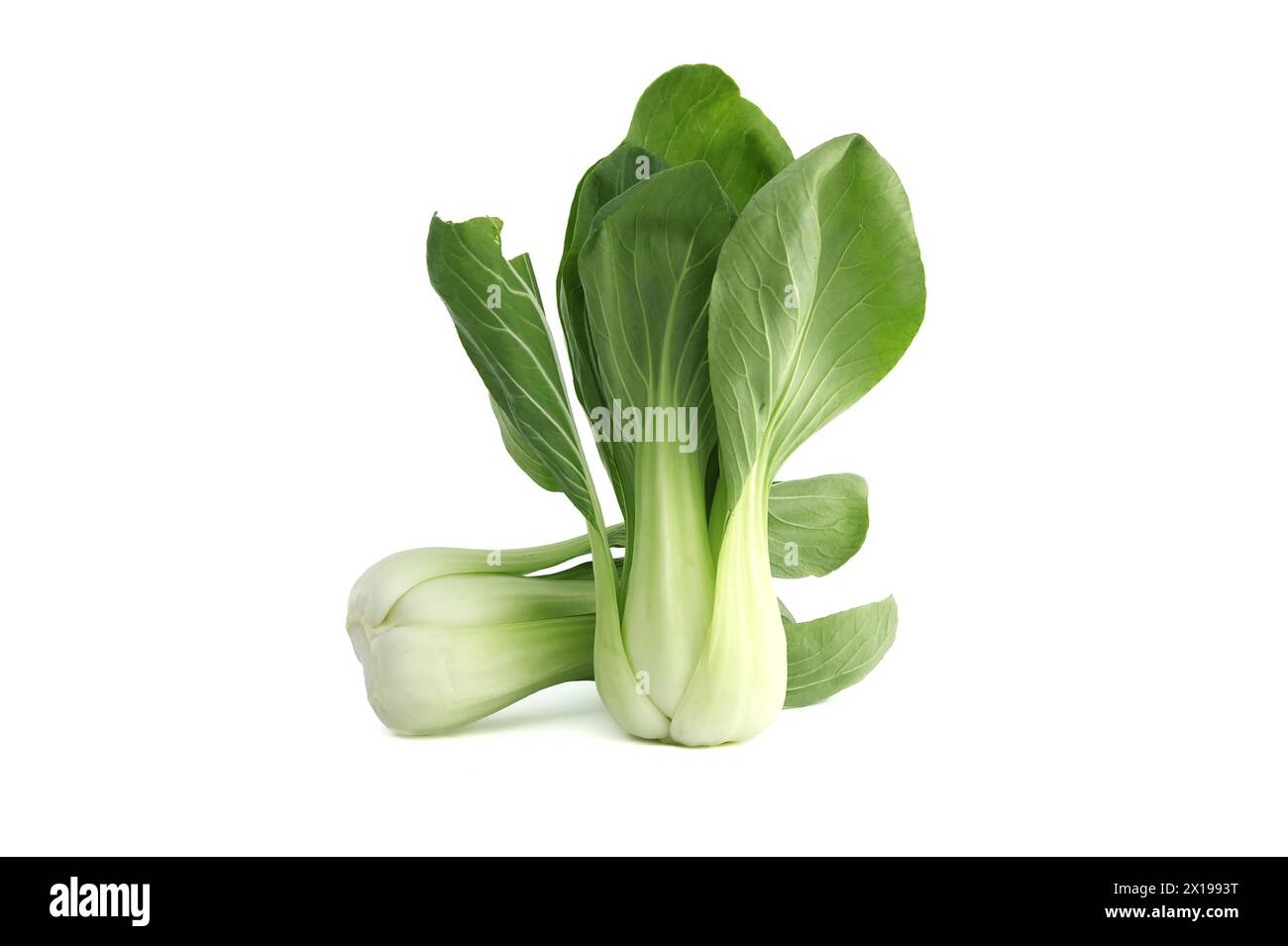 Pak choi, also known as bok choi or pok choi type of Chinese cabbage ...