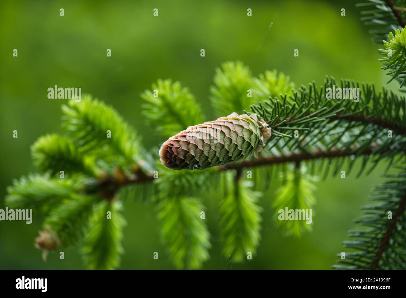 Close up of a green fir cone on a fir tree branch, young fir cone showing a green hue with hints ...