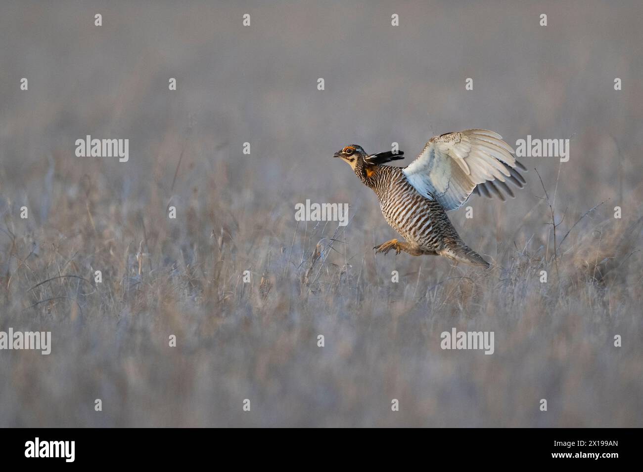 Flying Greater Prairie Chickens on a spring morning over native prairie ...