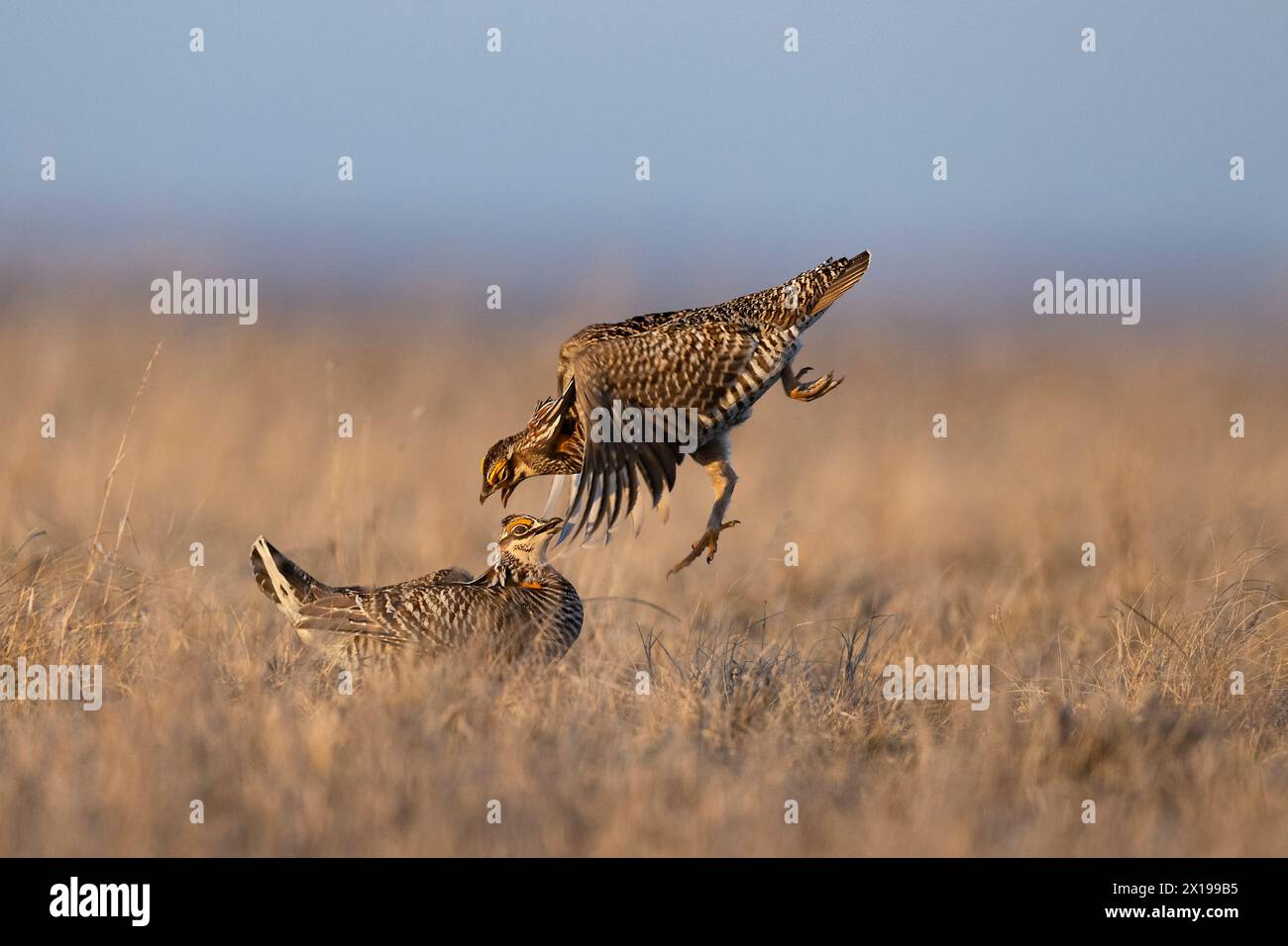 Greater Prairie Chickens fighting on the native prairie in South Dakota ...
