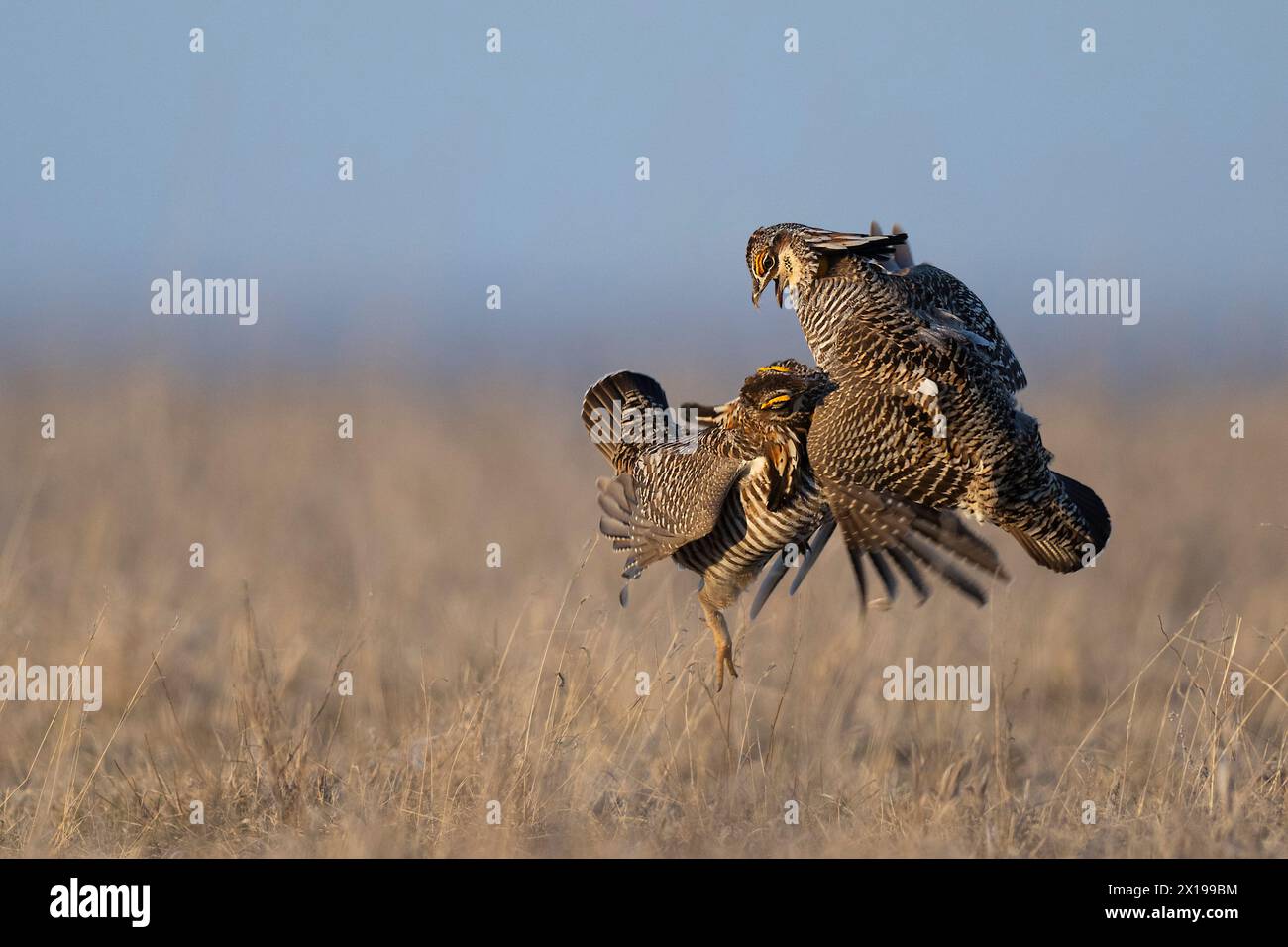 Greater Prairie Chickens fighting on the native prairie in South Dakota ...