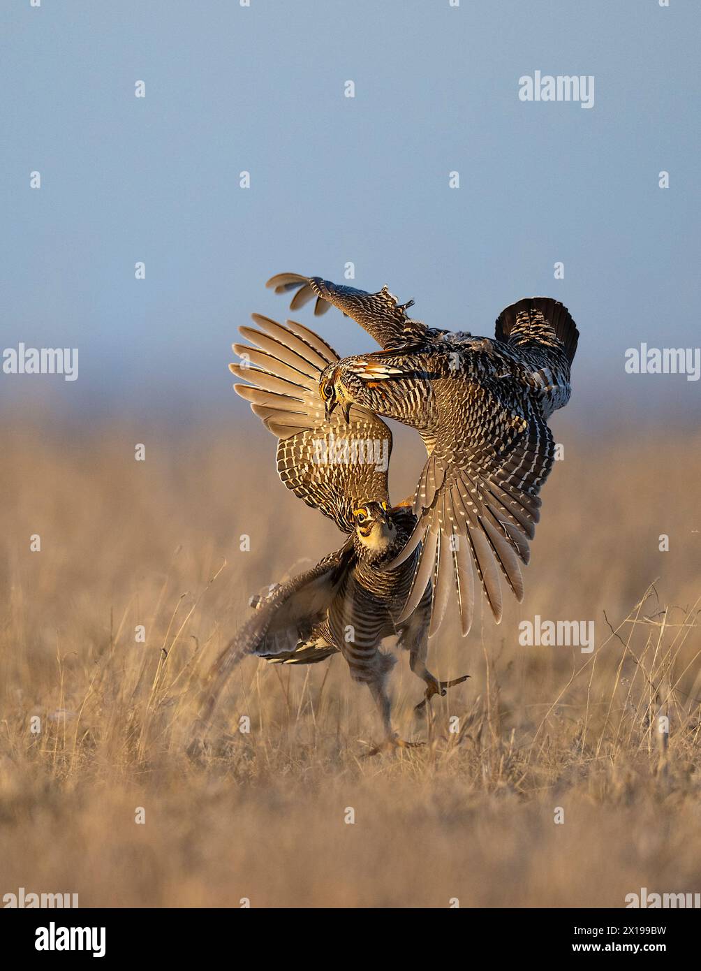 Fighting Greater Prairie Chickens Stock Photo - Alamy