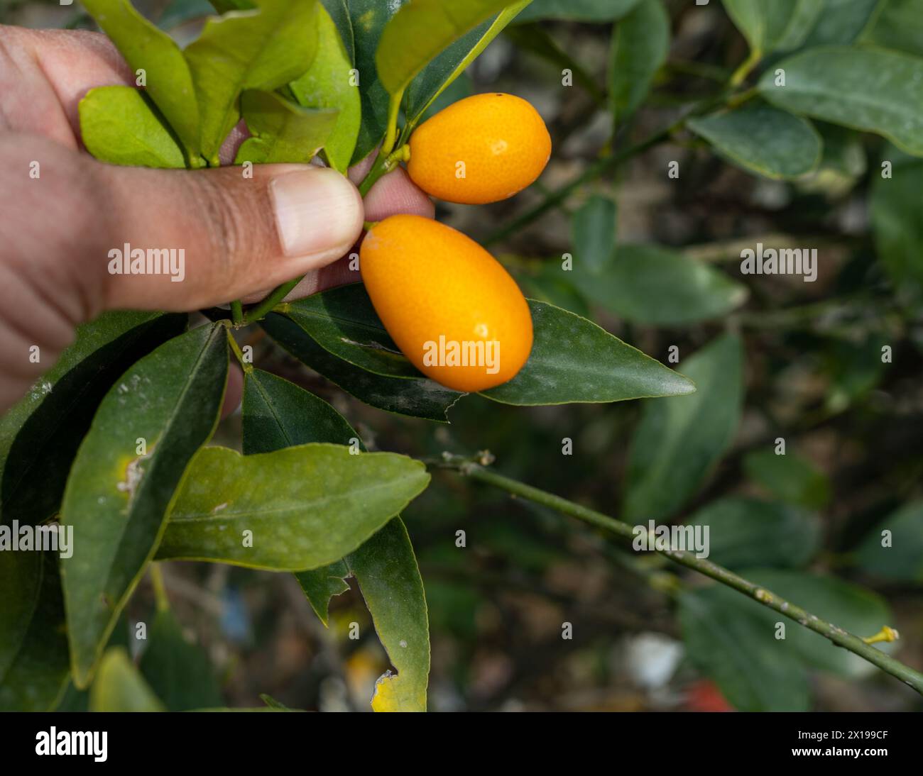 Fortunella margarita kumquat hi-res stock photography and images - Alamy