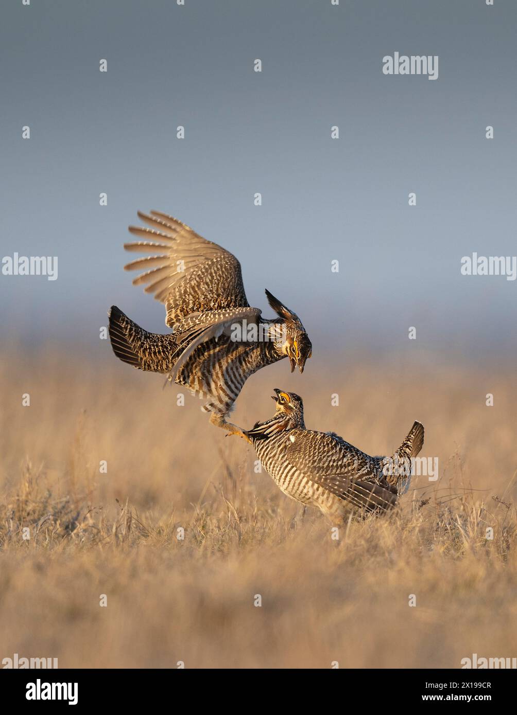 Greater Prairie Chickens fighting on the native prairie in South Dakota ...