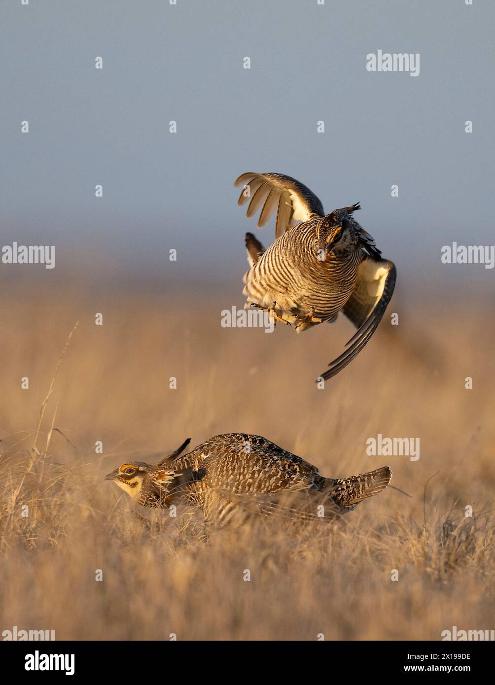 Greater Prairie Chickens fighting on the native prairie in South Dakota ...