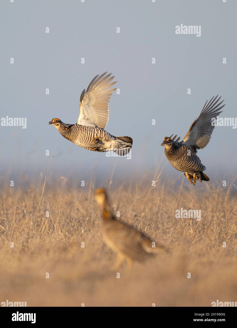 Flying Greater Prairie Chickens on a spring morning over native prairie ...