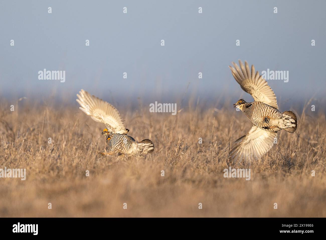 Flying Greater Prairie Chickens on a spring morning over native prairie ...