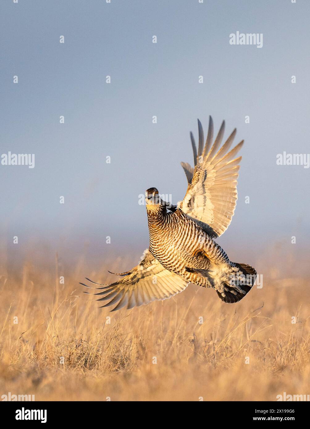 Native gamebirds hi-res stock photography and images - Alamy