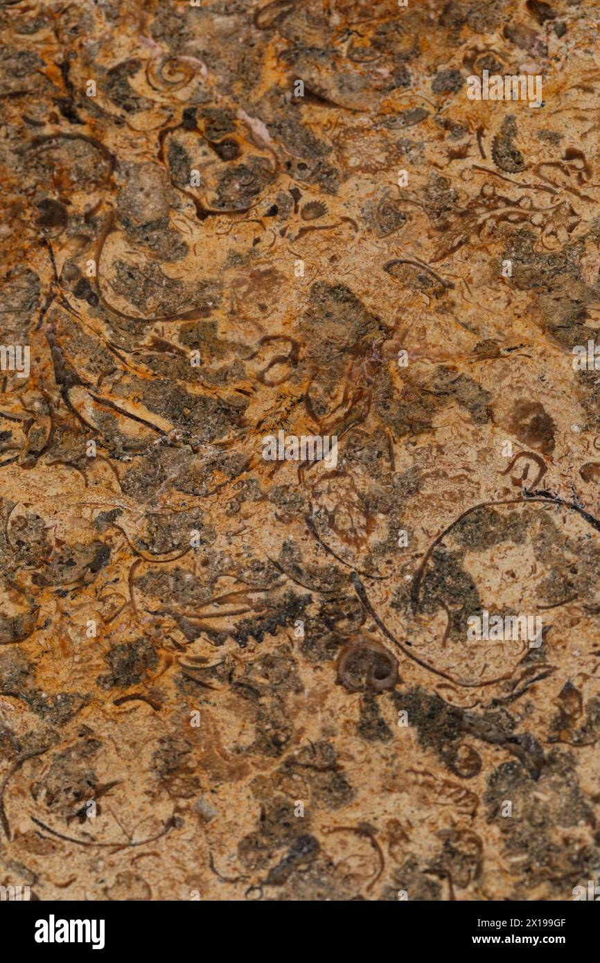 coral stone slab background texture Stock Photo - Alamy