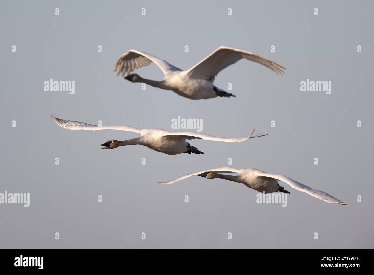 Trumpeter Swans on a spring morning in Minnesota Stock Photo - Alamy