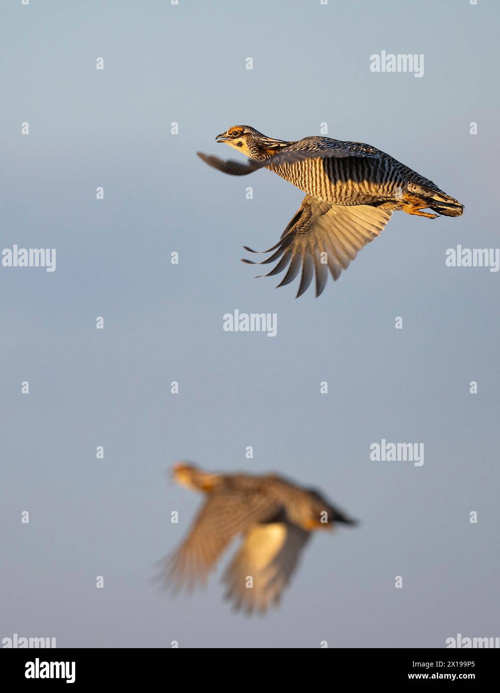 A flock of Greater Prairie Chickens flying across native prairie Stock ...
