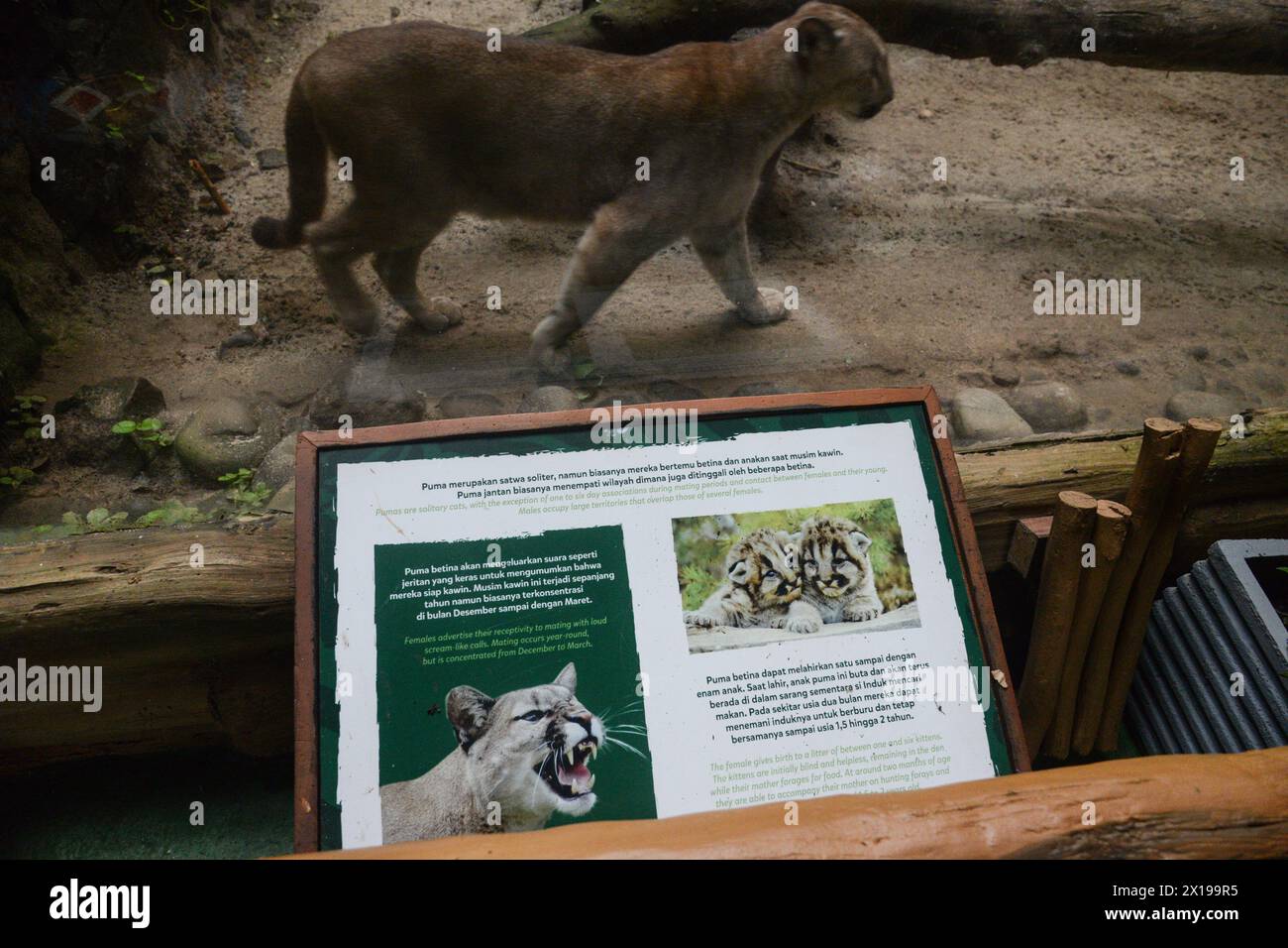 Bogor, Indonesia. 14th Apr, 2024. A Puma in a cage at Safari Park zoo ...