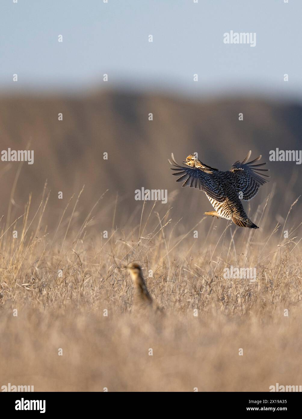 Flying Greater Prairie Chickens on a spring morning over native prairie ...