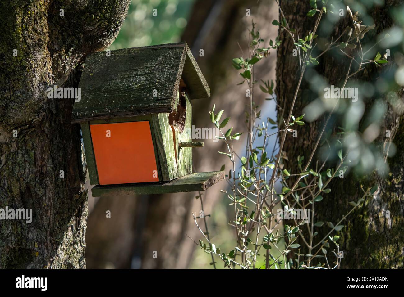 Bird's nest in a tree in the forest. wooden nest Stock Photo - Alamy
