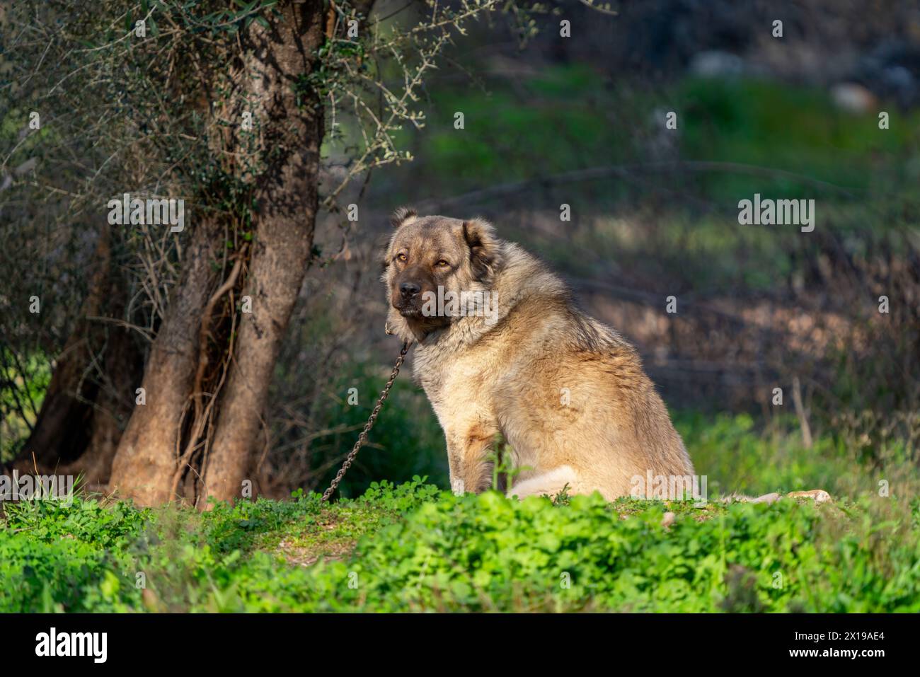 A shepherd dog on a chain on a farm in Turkey Stock Photo - Alamy