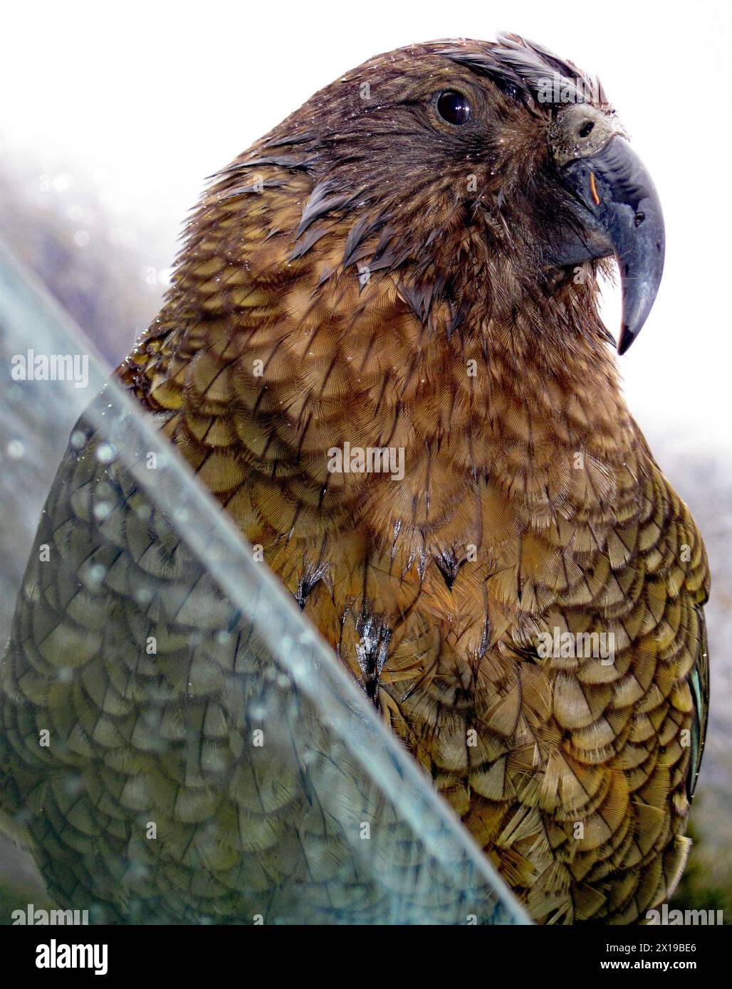 A selection of Alpine district shots from the South Island of New ...