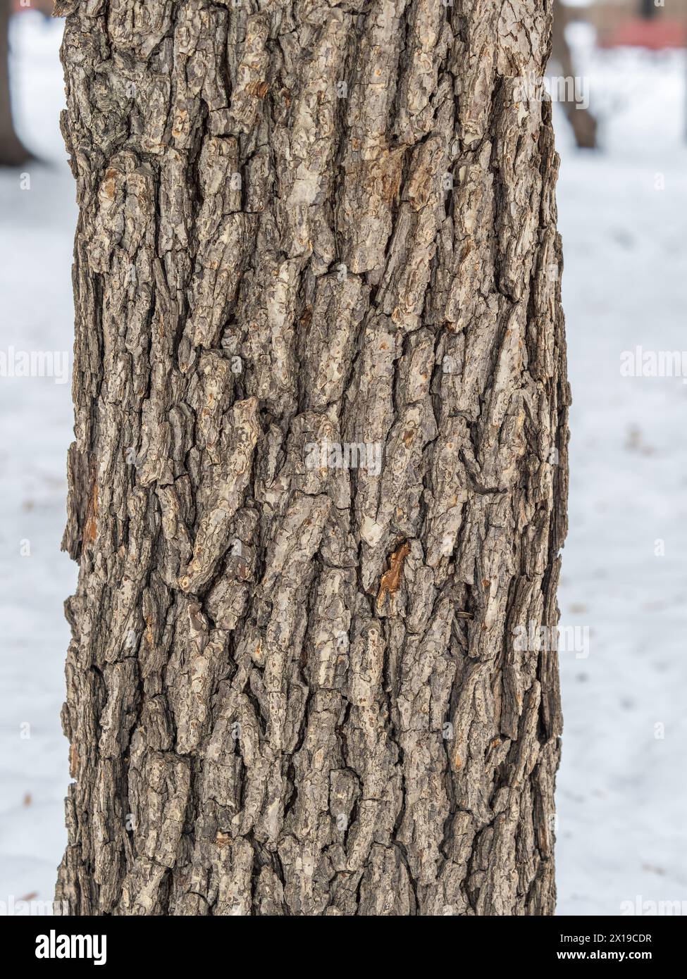 Texture of the bark of old maple tree. Cracked bark, embossed texture ...