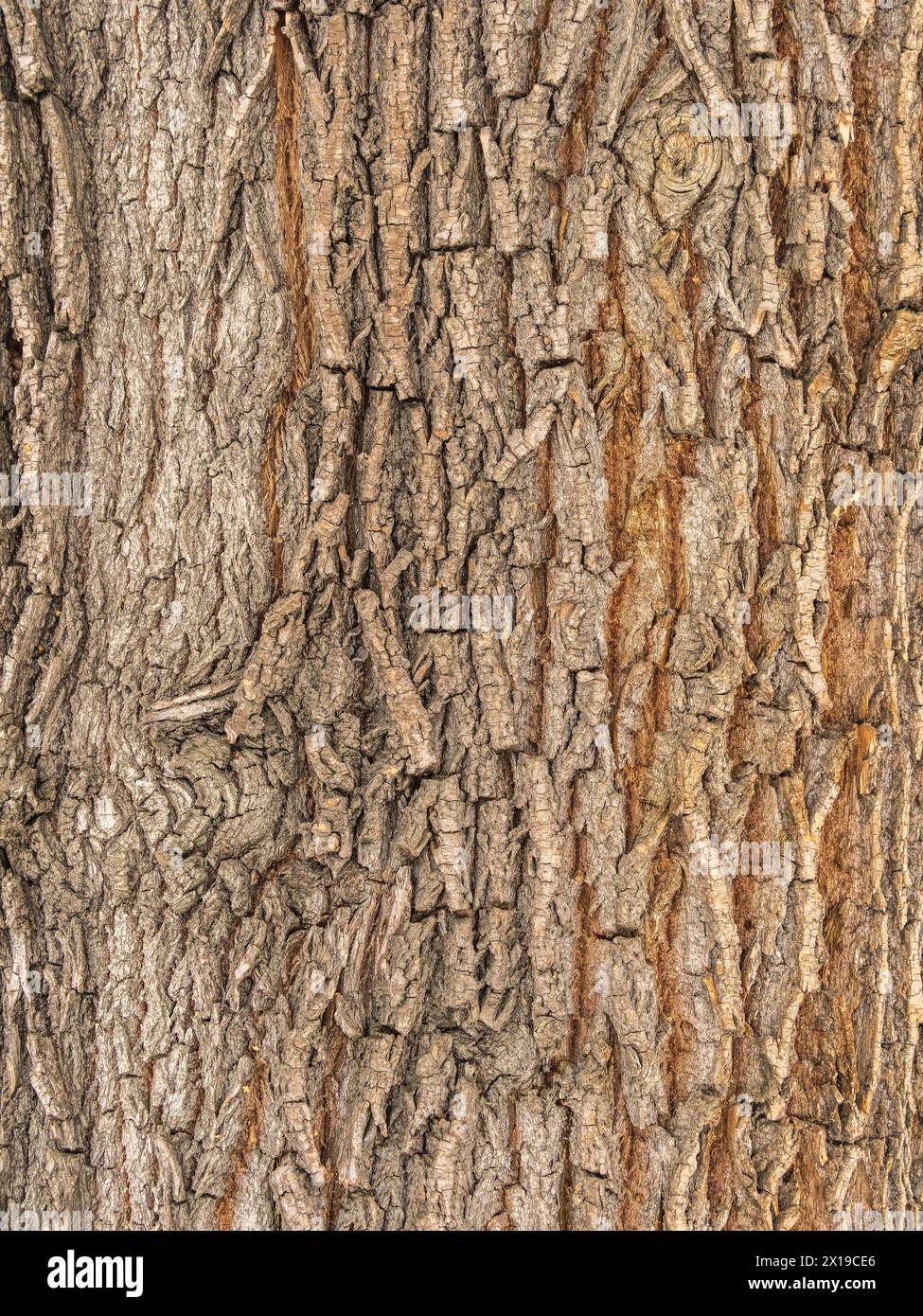The texture of the bark of an old willow. Detailed bark texture ...