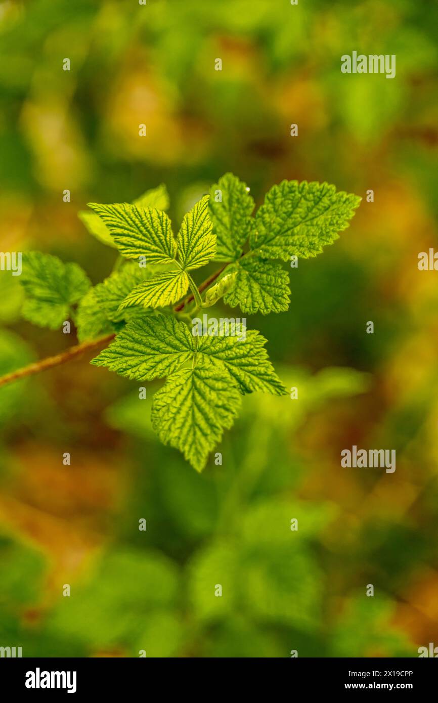 A short hiking tour from Bad Liebenstein to the Rennsteig, including ...