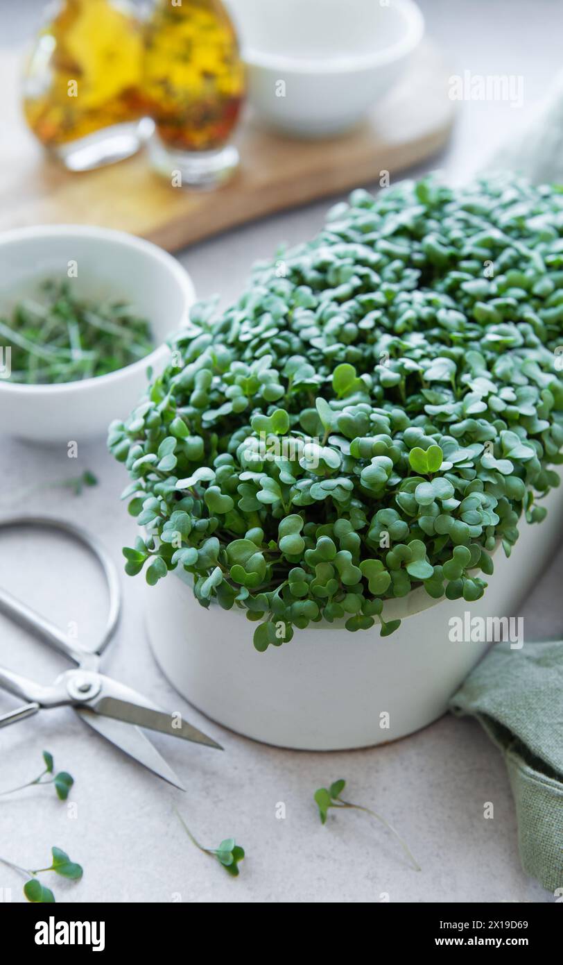 Microgreens of radishes in white pot on white wooden background with ...