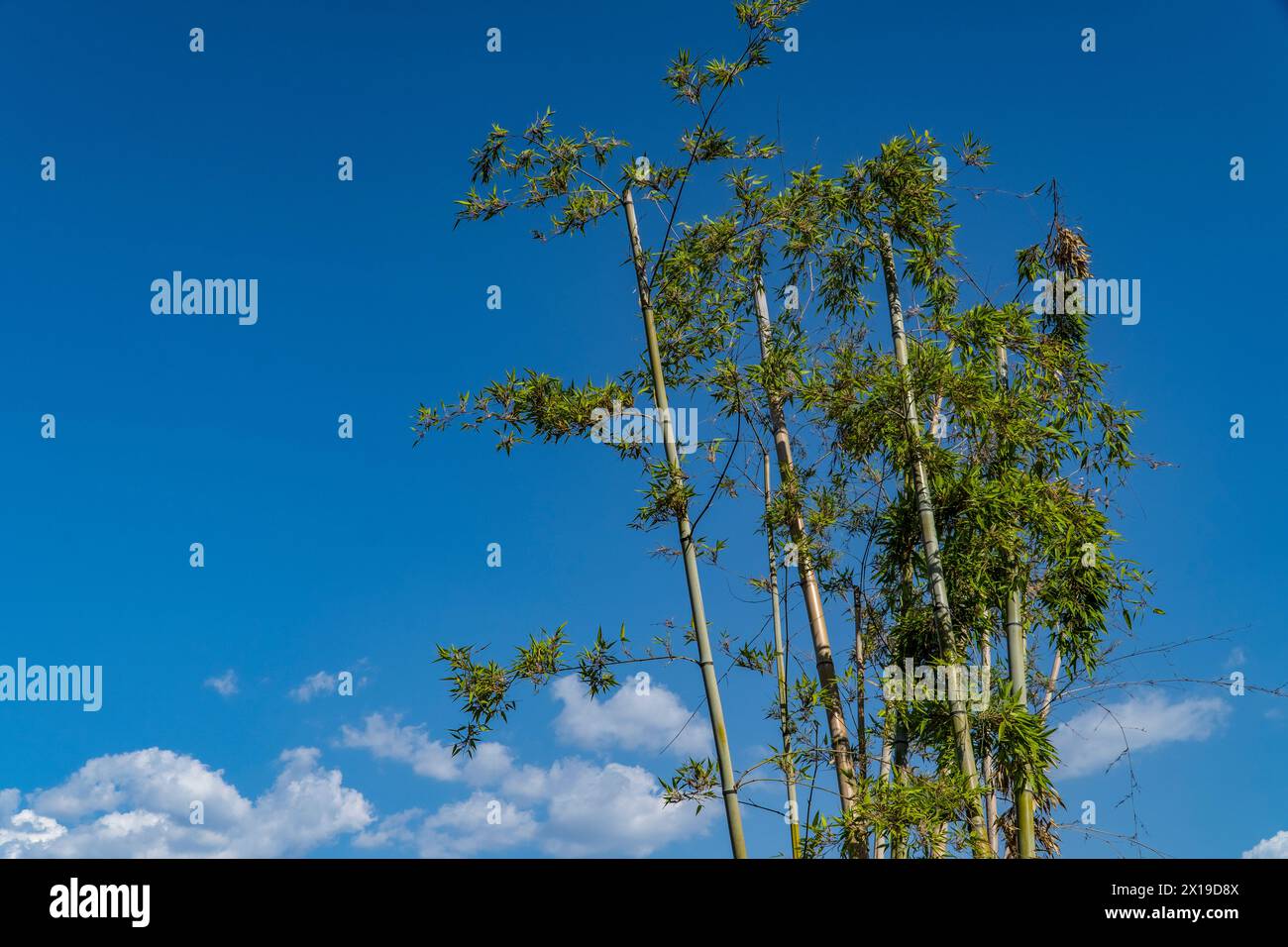 Tree swaying in the wind on a blue sky background Stock Photo - Alamy