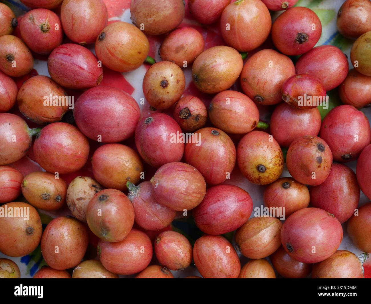 Group of ripe red coffee cherry beans, Fruit that is used to produce ...