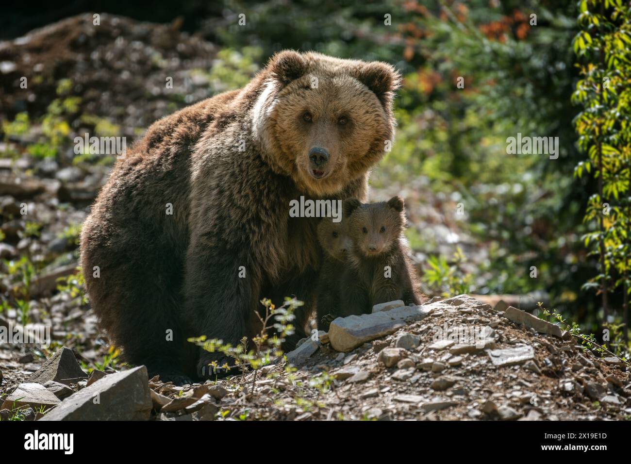 She-bear and two bear cubs in the summer forest on hill. Ursus arctos ...
