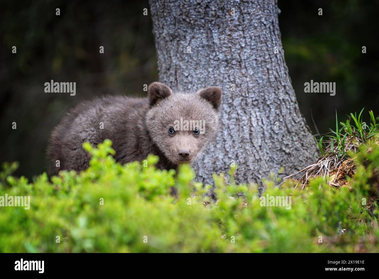 Young brown bear cub in the forest. Animal in the nature habitat ...