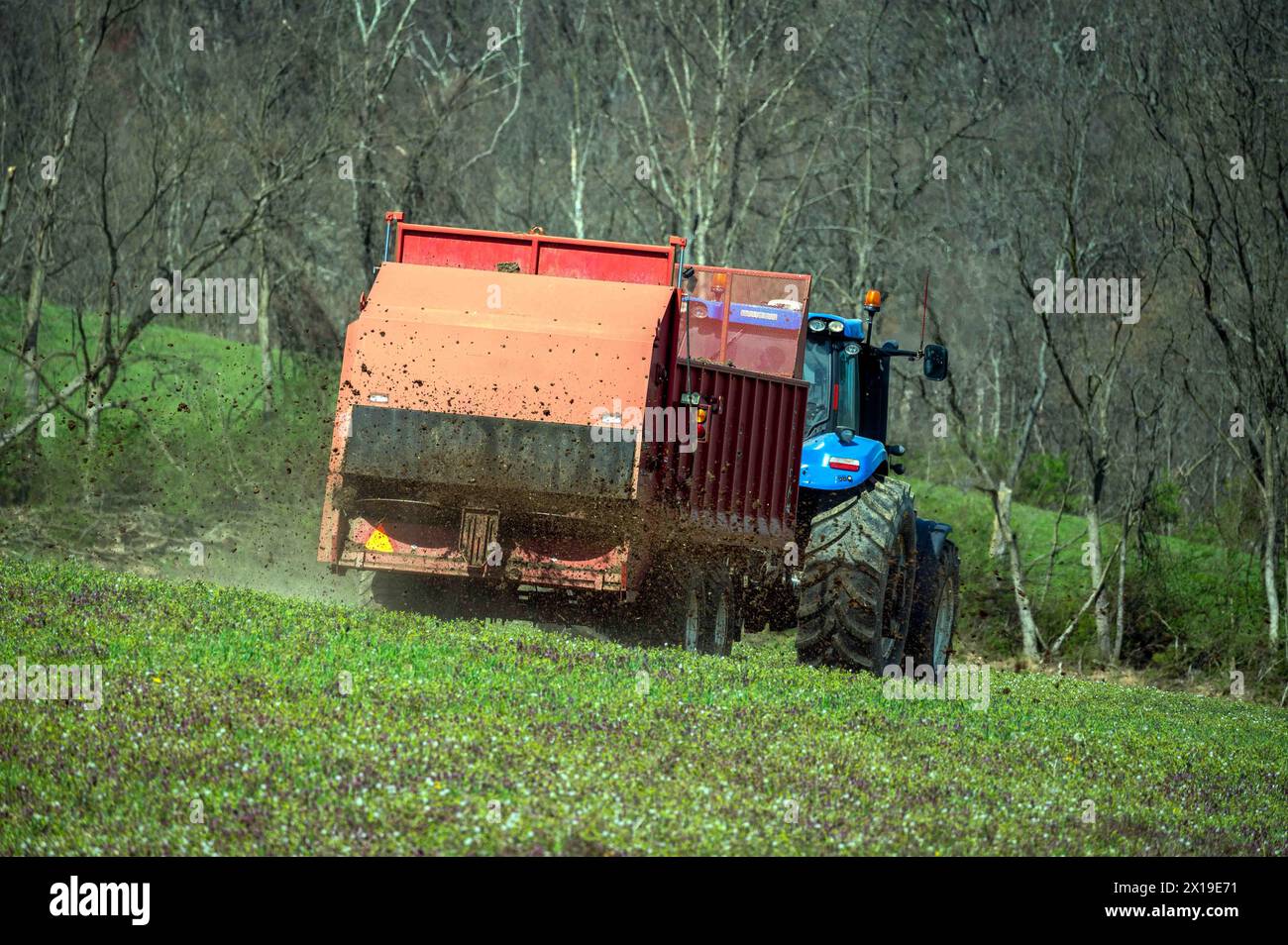Farm tractor spreads fertilizer manure on a green agricultural field ...