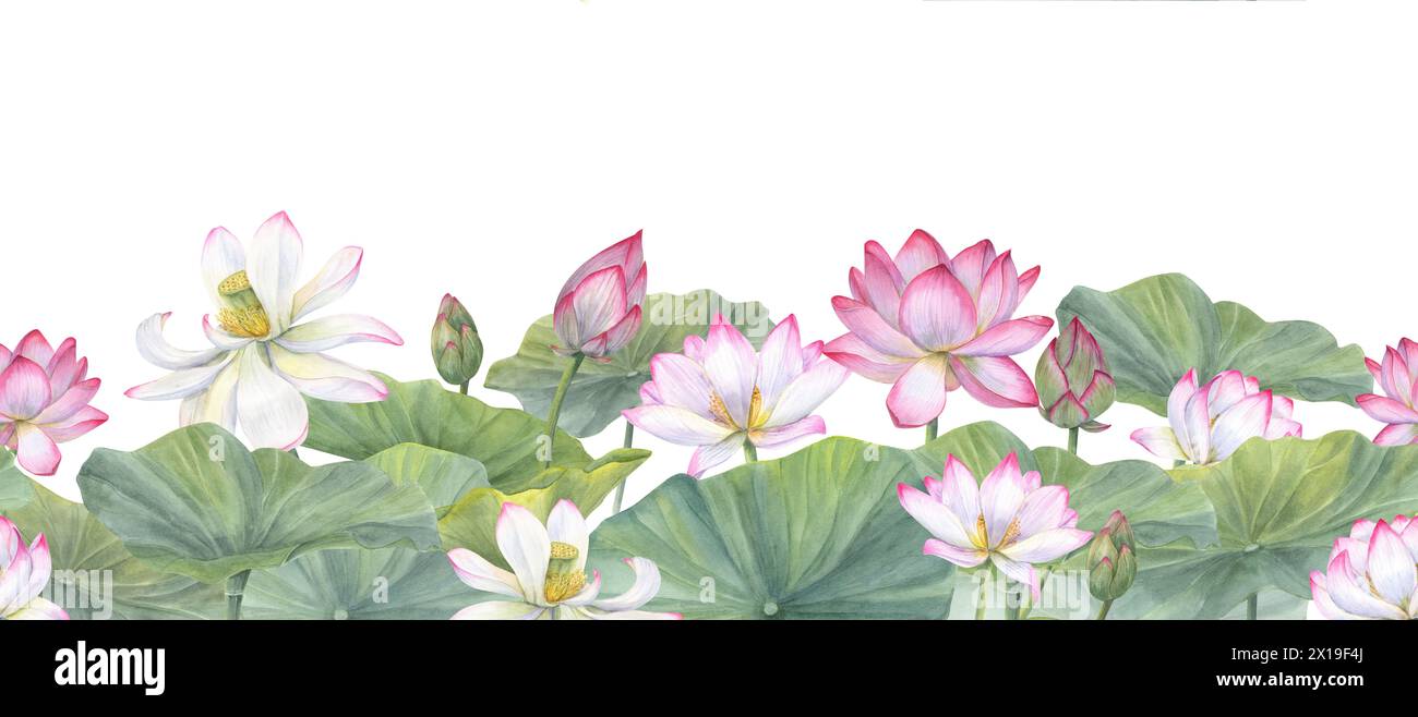 Lotus flower banner. White pink Water Lily, Indian Lotus. Vietnamese ...