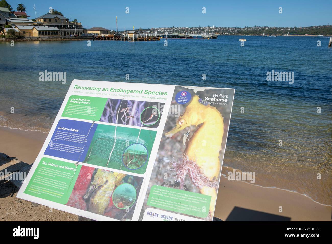 Seahorse recovery program hi-res stock photography and images - Alamy