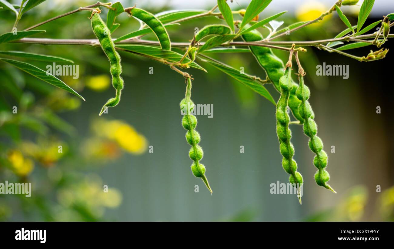 Pigeon pea (Gude, kacang gude, kacang kayo, kacang bali, Cajanus cajan ...