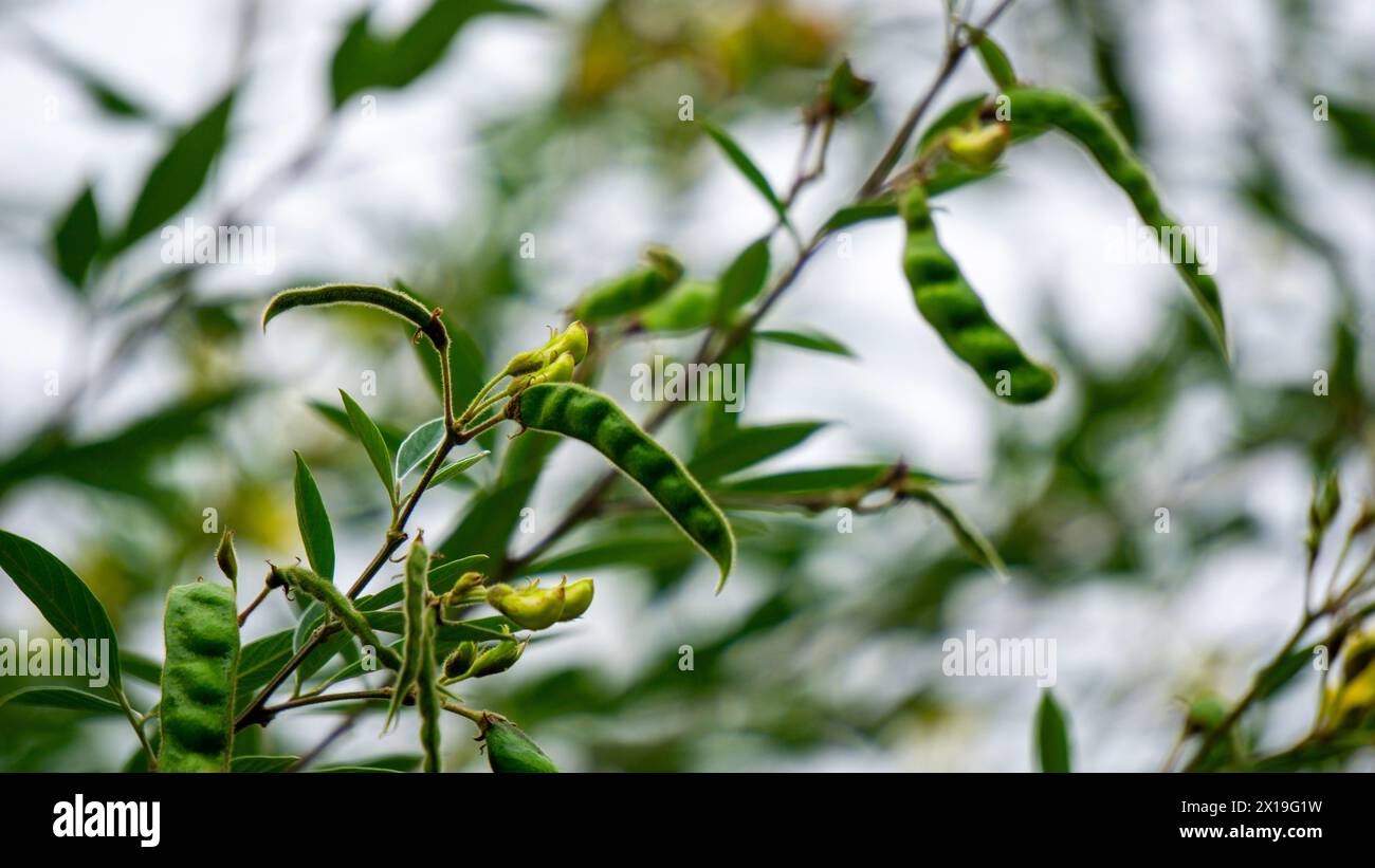Pigeon pea (Gude, kacang gude, kacang kayo, kacang bali, Cajanus cajan ...