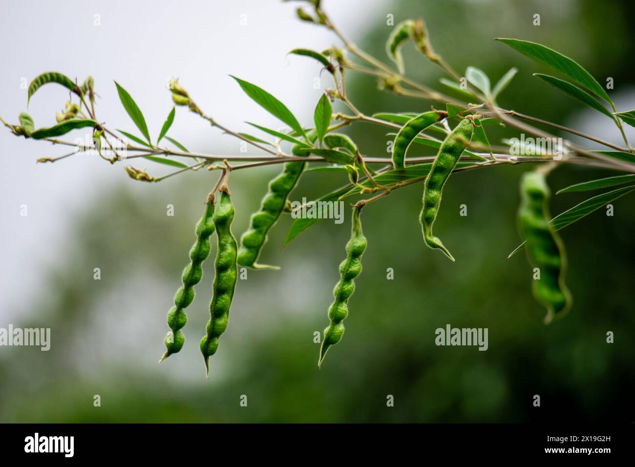 Pigeon pea (Gude, kacang gude, kacang kayo, kacang bali, Cajanus cajan ...