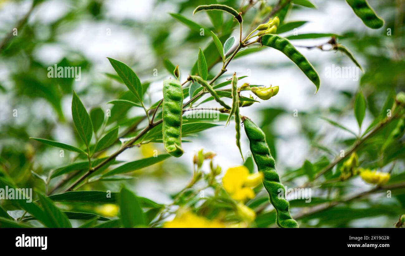 Frijol chicharo hi-res stock photography and images - Alamy