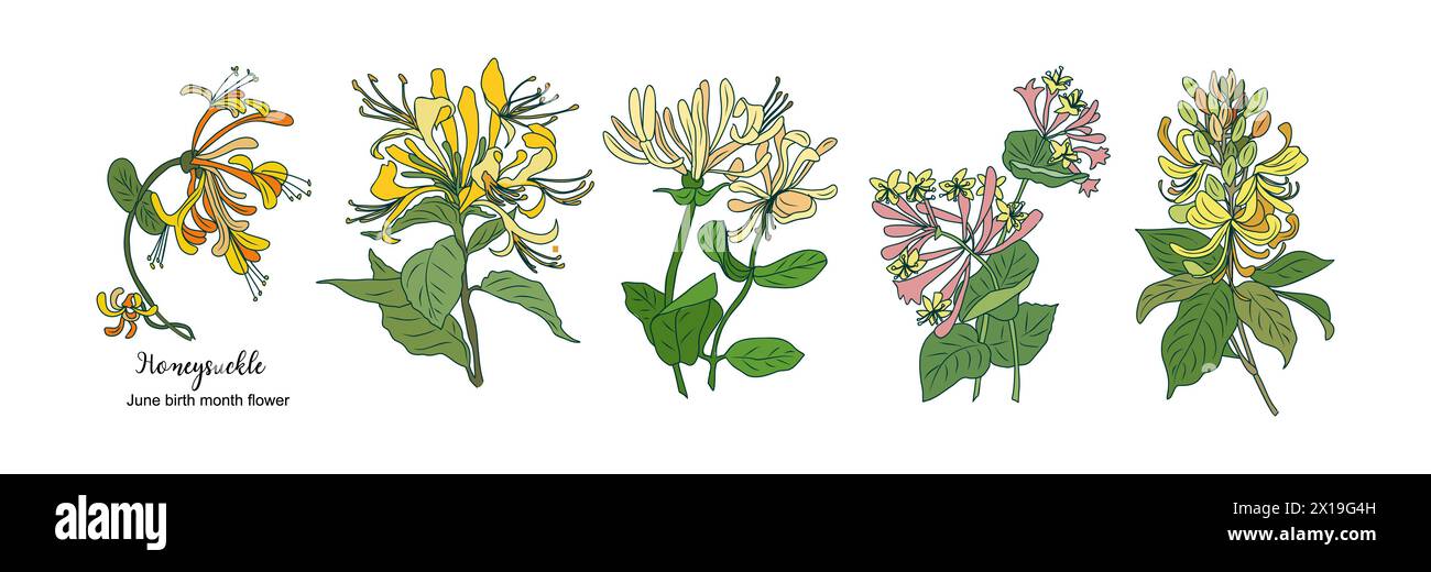 June birth flower Stock Vector Images - Alamy