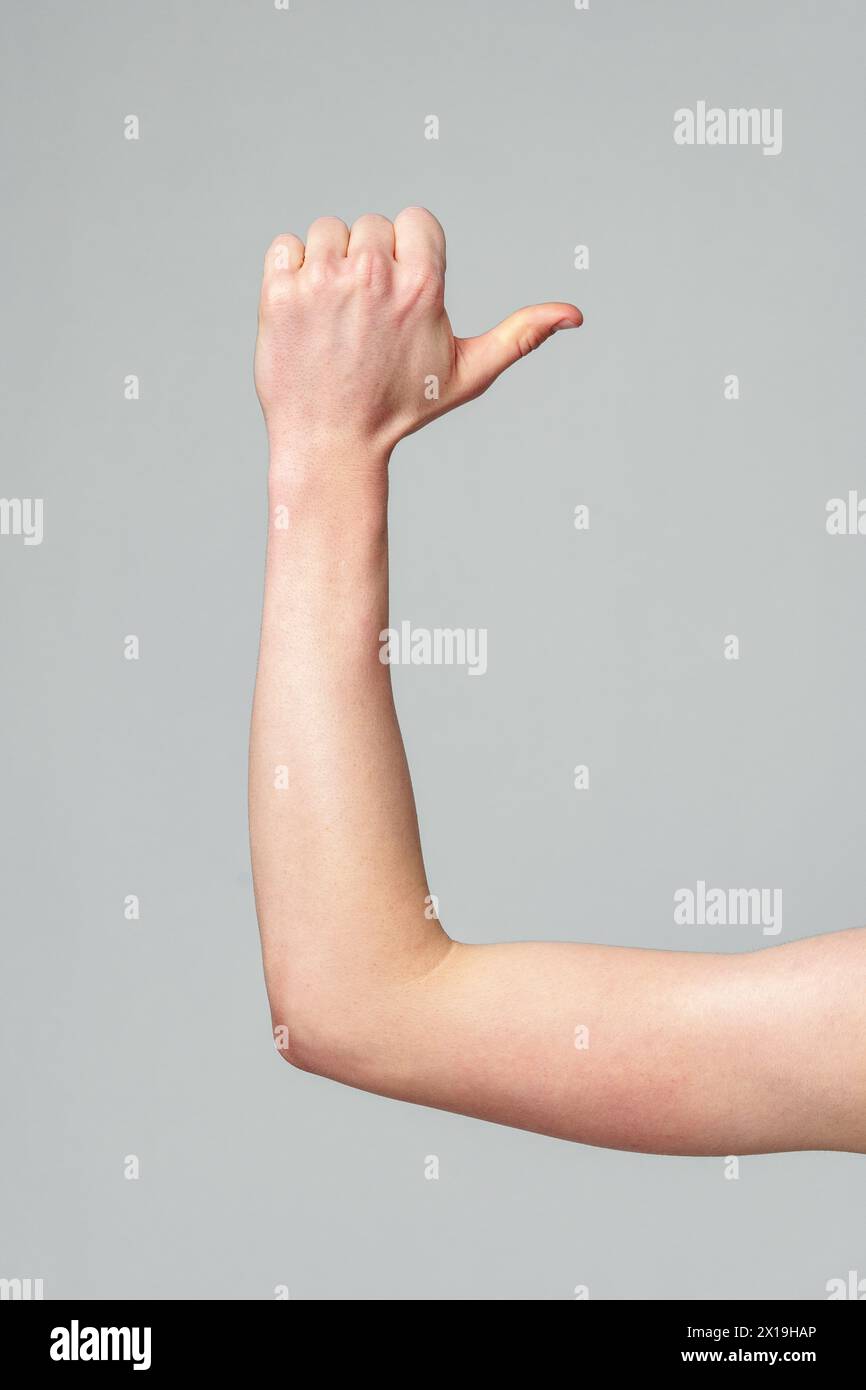 Flexed Forearm Demonstrating the Muscular System Against a Gray ...