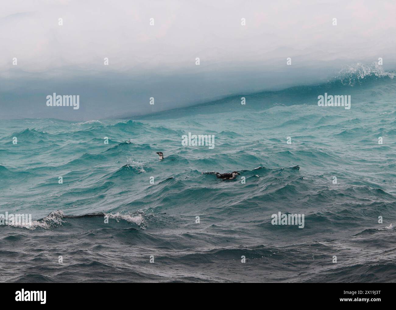 Penguin Chinstrap (Pygoscelis antarcticus), swimming through rough ...