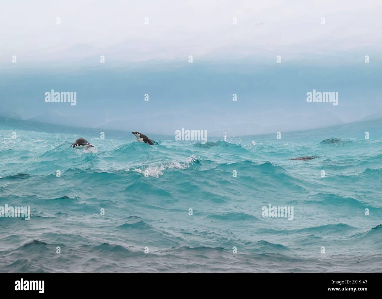 Penguin Chinstrap (Pygoscelis antarcticus), swimming through rough ...